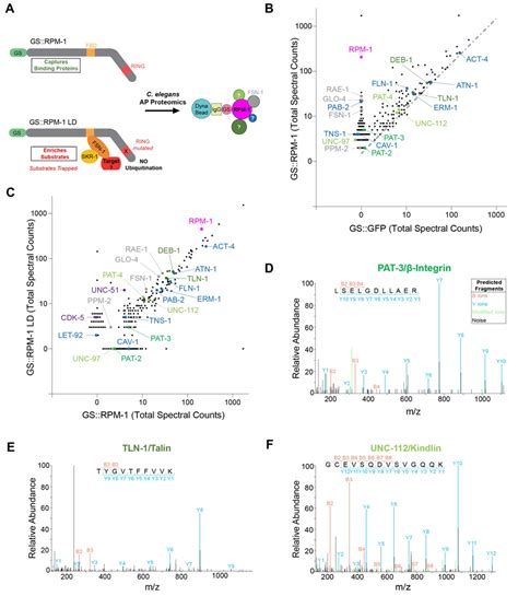 Rpm 1 Ap Proteomics Identifies Several Integrin Adhesome Components A Download Scientific