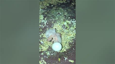 1 Günlük Sultan Bebisi Youtube