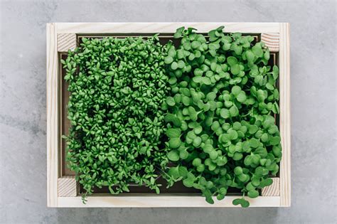 마이크로 그린 슈퍼푸드 마이크로그린 콩나물이 나무 상자 클로즈업에 담겨 있습니다 건강한 식생활에 대한 스톡 사진 및 기타 이미지 건강한 식생활 꽃 식물 날것 Istock