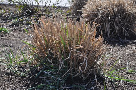 Little Zebra Maiden Grass