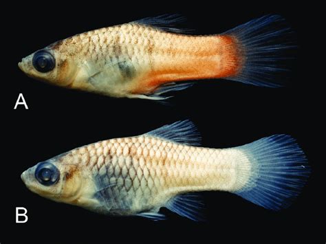 Xiphophorus Maculatus A Male 199 Mm Sl Ciccaa 02682 B Female