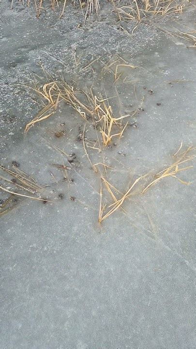 얼음속에서 봄이 태동 Youtube