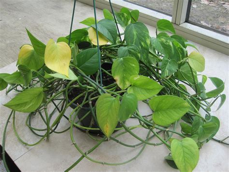 How To Prune Houseplants