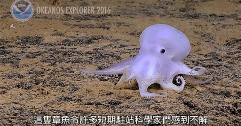 直擊深海章魚，魅幻飄忽 國家地理雜誌中文網