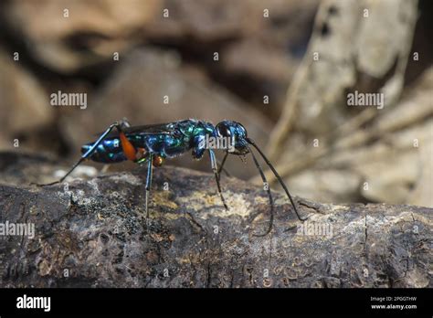 Emerald Cockroach Wasp Ampulex Compressa Wasp Wasps Other Animals
