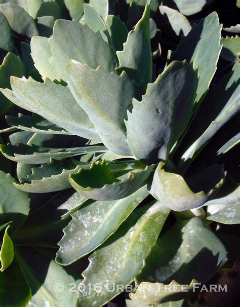 Sedum Spectabile Brilliant Urban Tree Farm Nursery