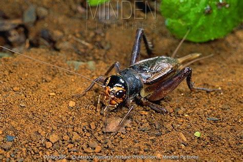 Teleogryllus Alchetron The Free Social Encyclopedia