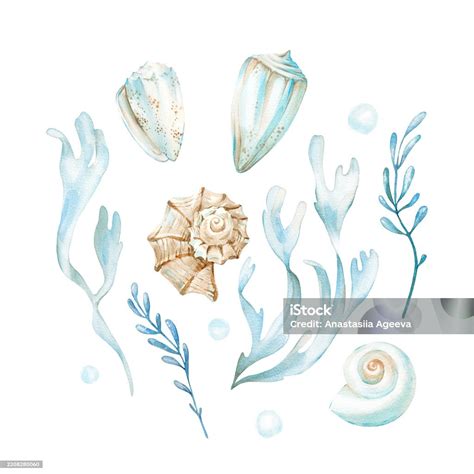 조개껍데기와 해초 파란색과 갈색의 수채화 삽화 세트 흰색 배경에 고립 된 손으로 그린 요소의 모음입니다 라벨 직물 식기류를 위한