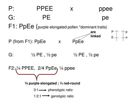PPT SEX LINKED INHERITANCE PowerPoint Presentation Free Download ID 4858416