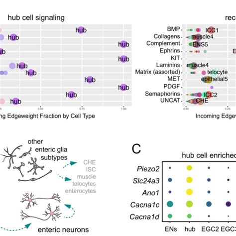 Subtype Specific Enteric Glia Functional Interaction Network A Download Scientific Diagram