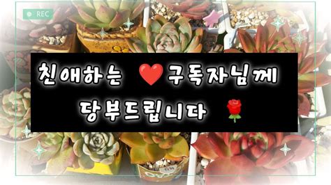 10월 24일 친애하는 구독자님께 당부의 말씀드립니다 택배판매 계획중입니다옥상다육이 다육식물 초보다육이