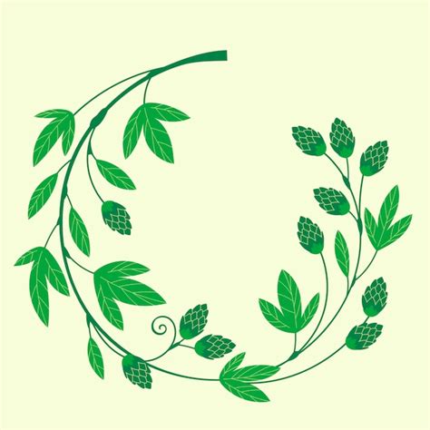 Premium Vector Hops Plant And Hop Leaves Isolated On Green Background