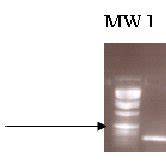 Nested Amplification Showing Specificity Of The Polymerase Chain Download Scientific Diagram