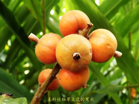 不是叫金钱草的都能排结石 知乎