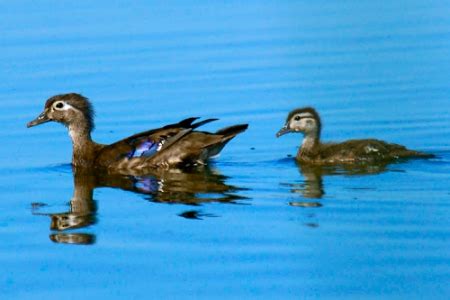 Visit The Arcata Marsh And Wildlife Sanctuary Trip Ideas Unique Inns