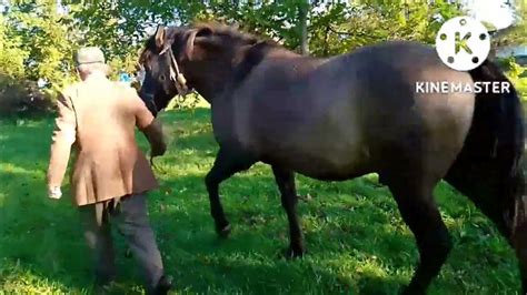 КОНІ В УКРАЇНІ КІНЬ НА ПРОДАЖ КОНІ В РОБОТІ Youtube