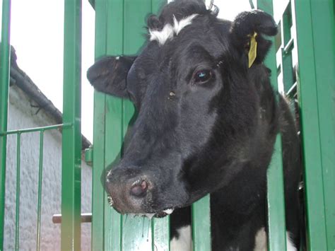 Cattle With Foot And Mouth Disease Signs Of Foot And Mouth Disease