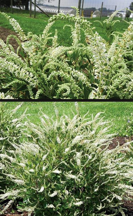 Buy Summer Sparkler Summersweet Clethra Free Shipping 1 Quart Size