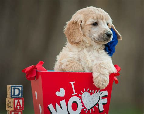 How To Perform A Curl Request In Javascript The Web Dev