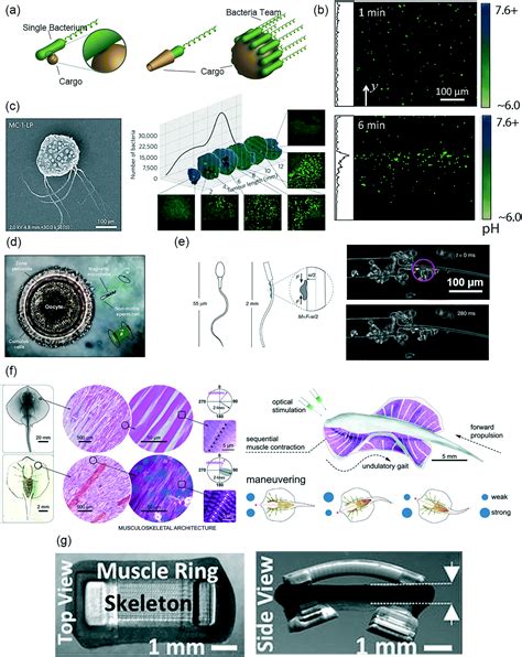 Mobile Microrobots For Bioengineering Applications Lab On A Chip Rsc