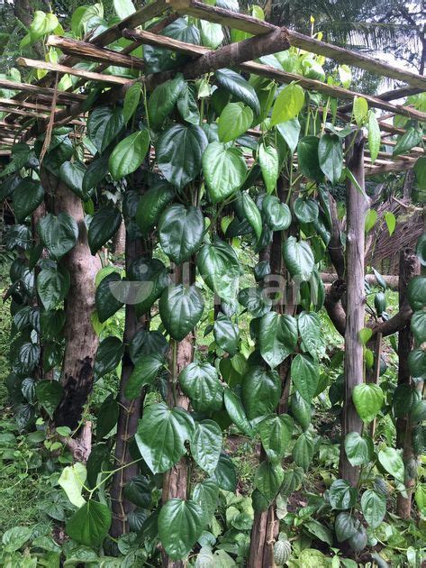 සිංහල බුලත් පැල For Sale In Kurunegala City Ikman