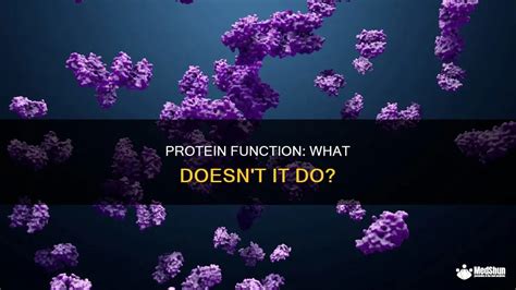 Protein Function What Doesnt It Do Medshun