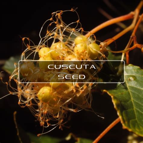 Cuscuta Seed Interstellar Blends Activate Your Super Powers