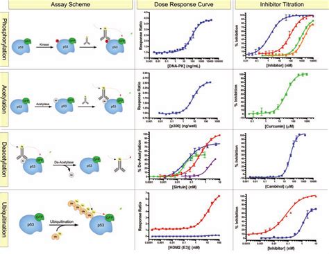 Biochemical Posttranslational Modification Assays For P53