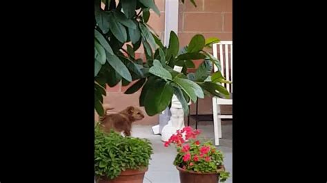 Naked Humping Girls Exploitedteensasia Videos Legraybeiruthotel