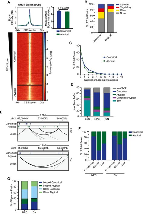 Assessing The Role Of Canonical And Atypical Cbs In Chromatin