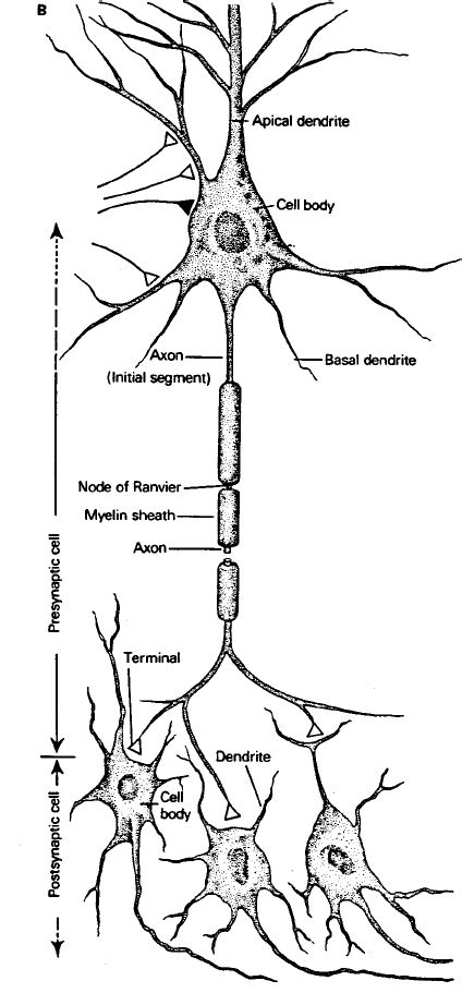 A Sketch Of A Neuron And Its Style Of Interconnections Axons May Be As Download Scientific