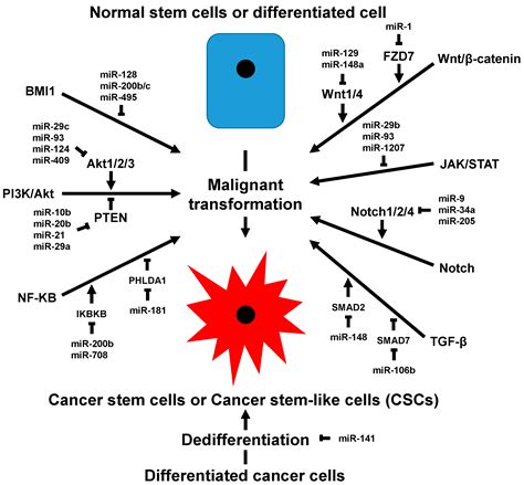 Ijms Free Full Text Microrna Regulation Of Breast Cancer Stemness