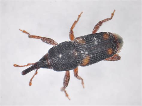 特集・異物混入対策[防虫編]：解説＝精米工場における害虫管理のポイント 日本食糧新聞・電子版