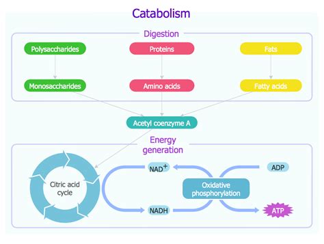 Metabolic Pathway Map Biochemical Diagram Biology Biology Drawing How To Draw Metabolic