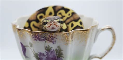 my new ball python jasper chilling in a teacup r snek