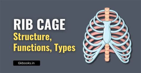Spleen Structure Functions And Importance Gkbooks