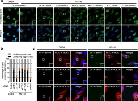 Ythdf2 以不依赖 M6a 的方式通过 Upf1 促进聚集体形成 Nature Communications X Mol
