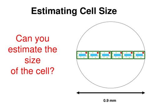 PPT The Light Microscope PowerPoint Presentation ID