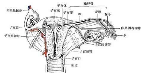 生完孩子下面松弛怎么恢复？做3d生物束带紧缩术费用多少钱阴道紧缩 8682整形网