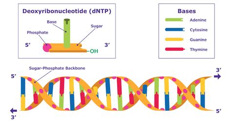 Dna Sequencing