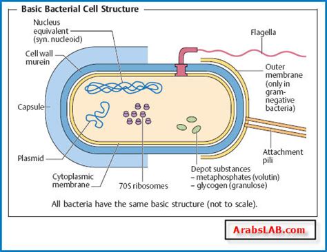 Labelled Diagram Of Bacterial Cell Structure
