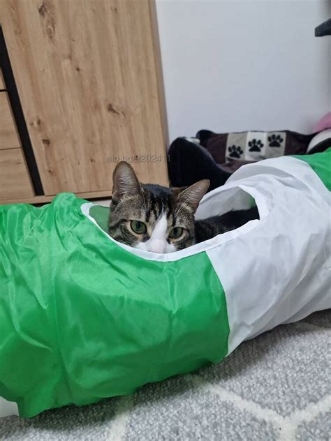 Хотел за котки в Бургас Услуги за домашни любимци Център Бургас 🐾 Най добрият избор за