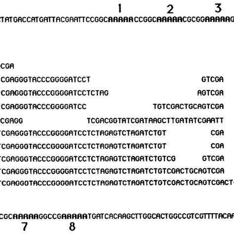 Sequence And Structure Of The DNA Fragments A The Top Line Shows The Download Scientific