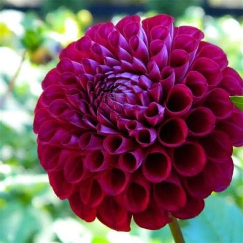 خرید و قیمت بذر کوکب منگوله ای 5 عددی از غرفه پوپونیک