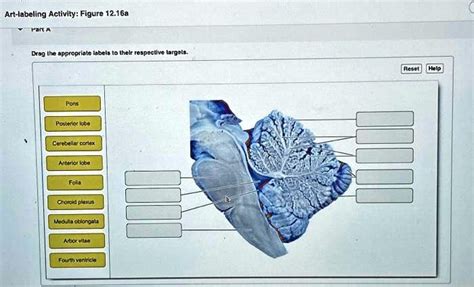 Art Labeling Activity Figure 1216a Part A Drag The Appropriate Labels