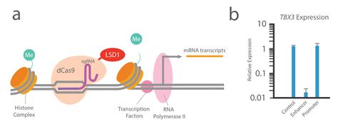 Crispr Cas9 Gene Regulation With Dcas9 Abm Inc