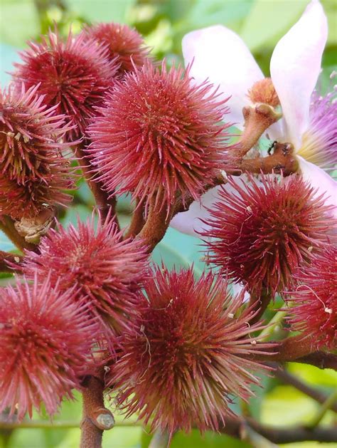 Hope Cerna Castillo On Linkedin And If The Flowers Grow Because You