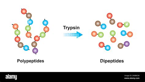 Scientific Designing Of Trypsin Enzyme Effect On Polypeptide Molecule Vector Illustration Stock
