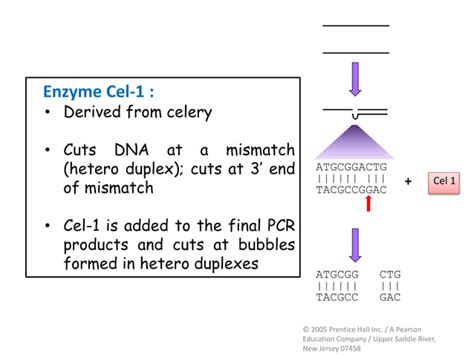 High Throughput Tilling For Functional Genomics Pptx