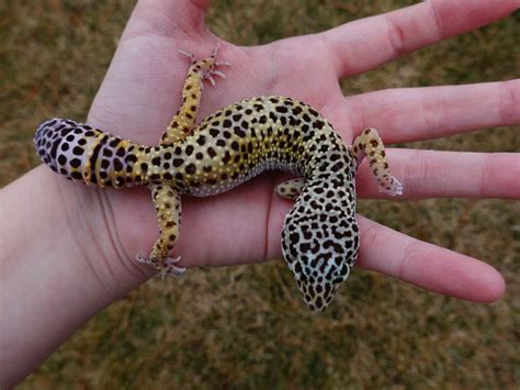 Ready To Breed Hyper Xanthic Pos Melanistic Pos H Y Leopard Gecko By